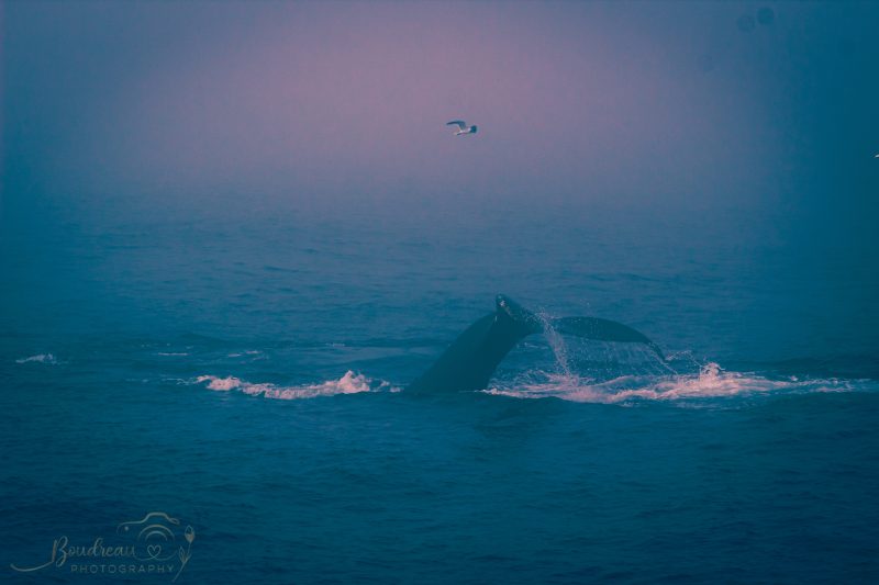 Nature Photography - Boudreau Photography | Christina Boudreau Photography