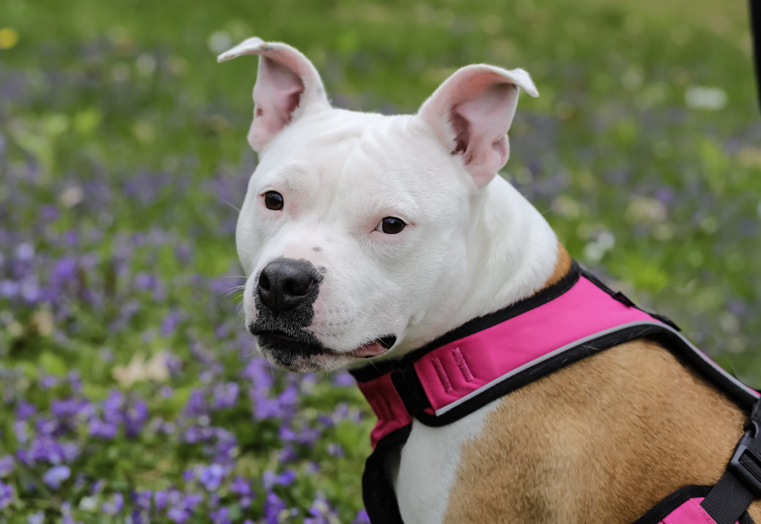 Pet Photography - Boudreau Photography | Christina Boudreau Photography